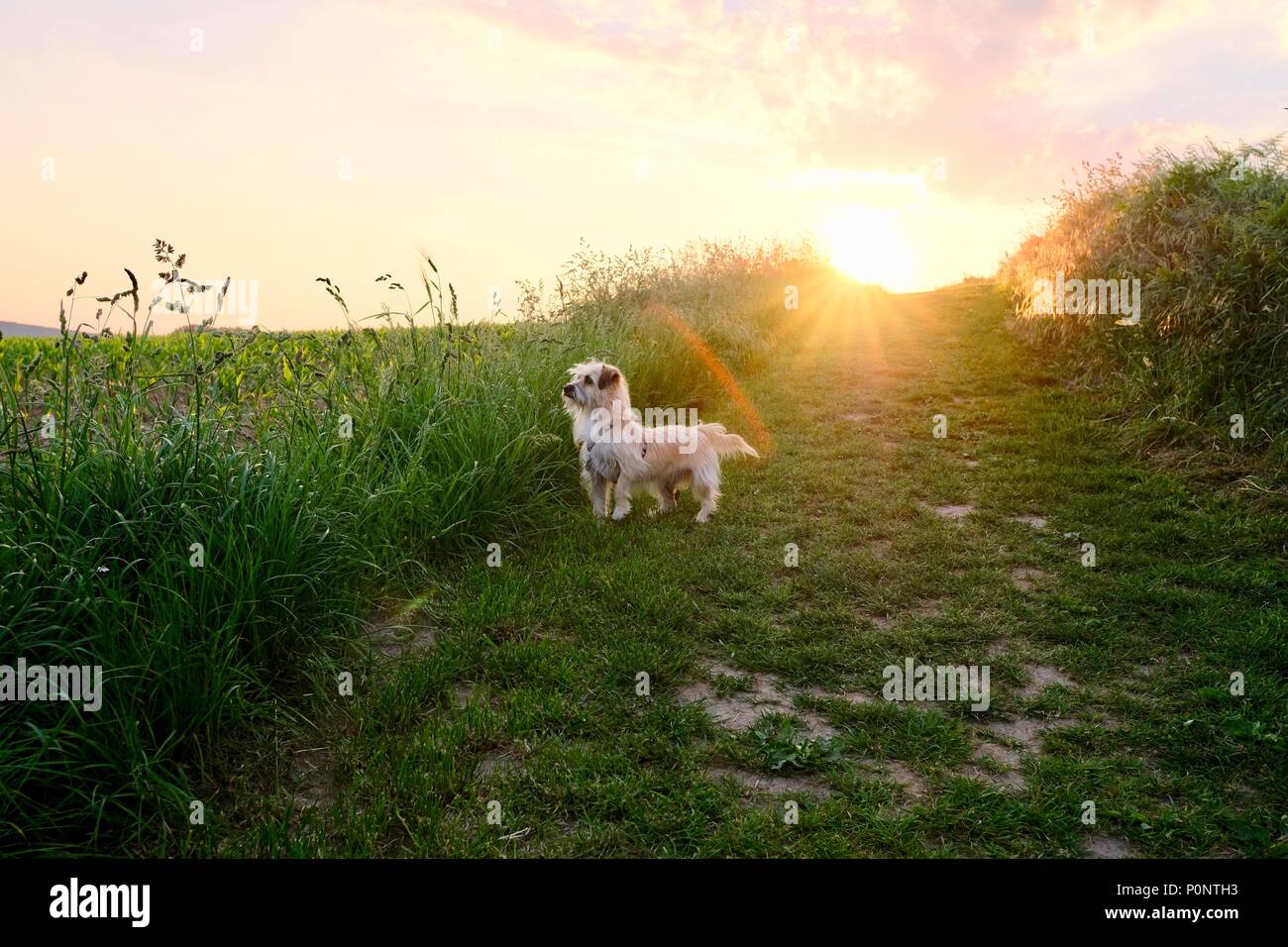 dog looking curiously at sunset against the sun with beams of sunlight ...