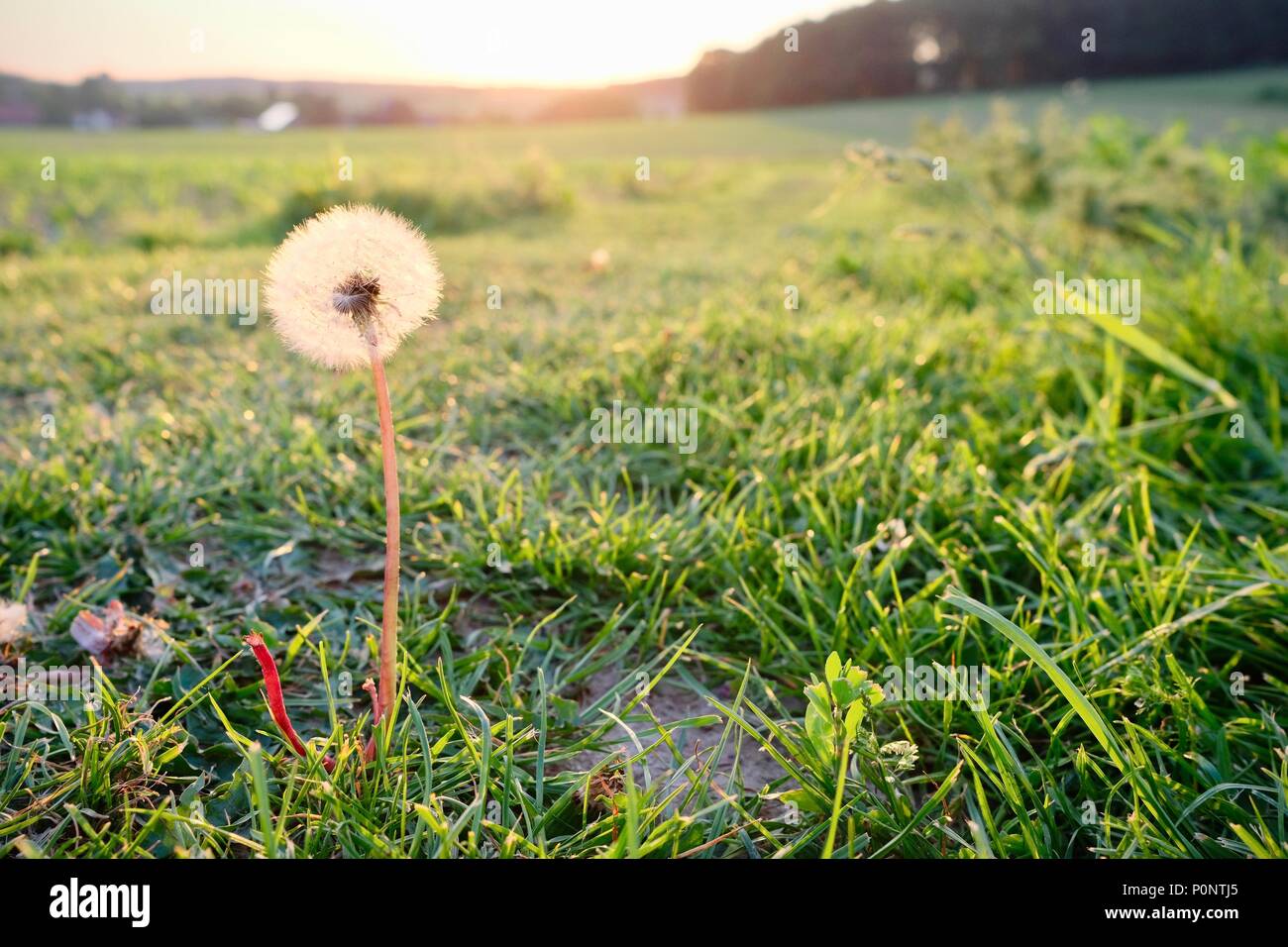 dandelion at sunset against the sun with beams of sunlight and a ...