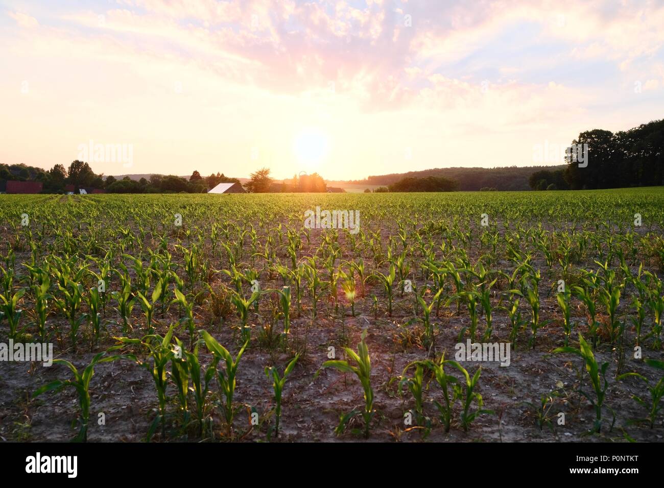 a young corn field at sunset against the sun with beams of sunlight and ...