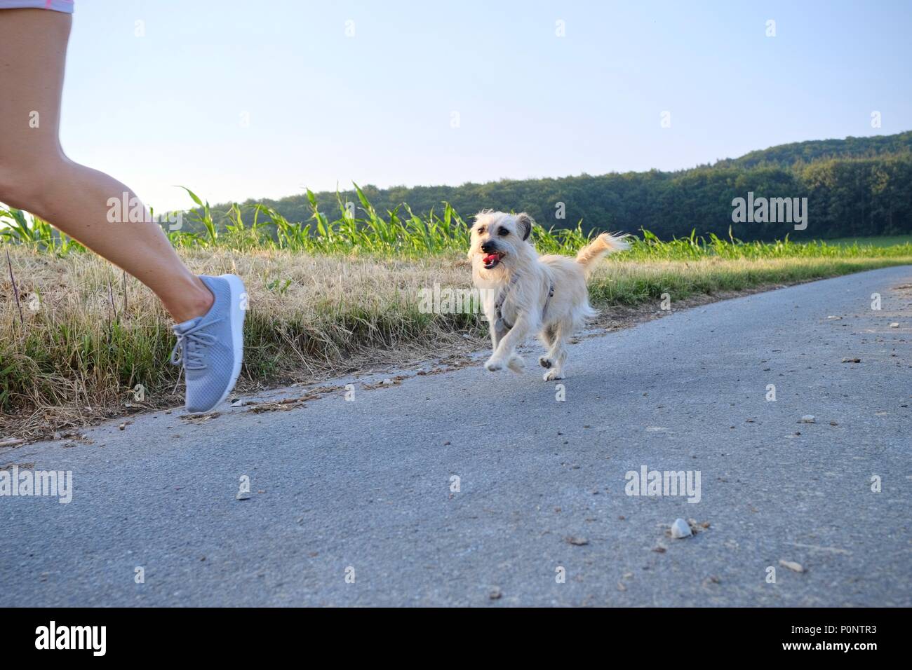 Pug running down hill hi-res stock photography and images - Alamy