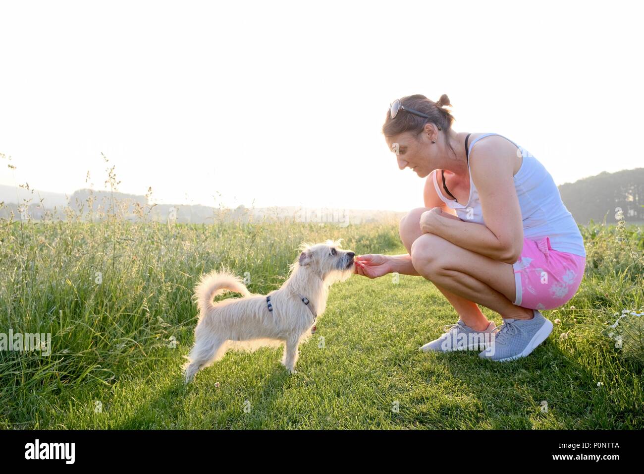 Curious dog investigating by a woman on a gravel path at sunset against ...
