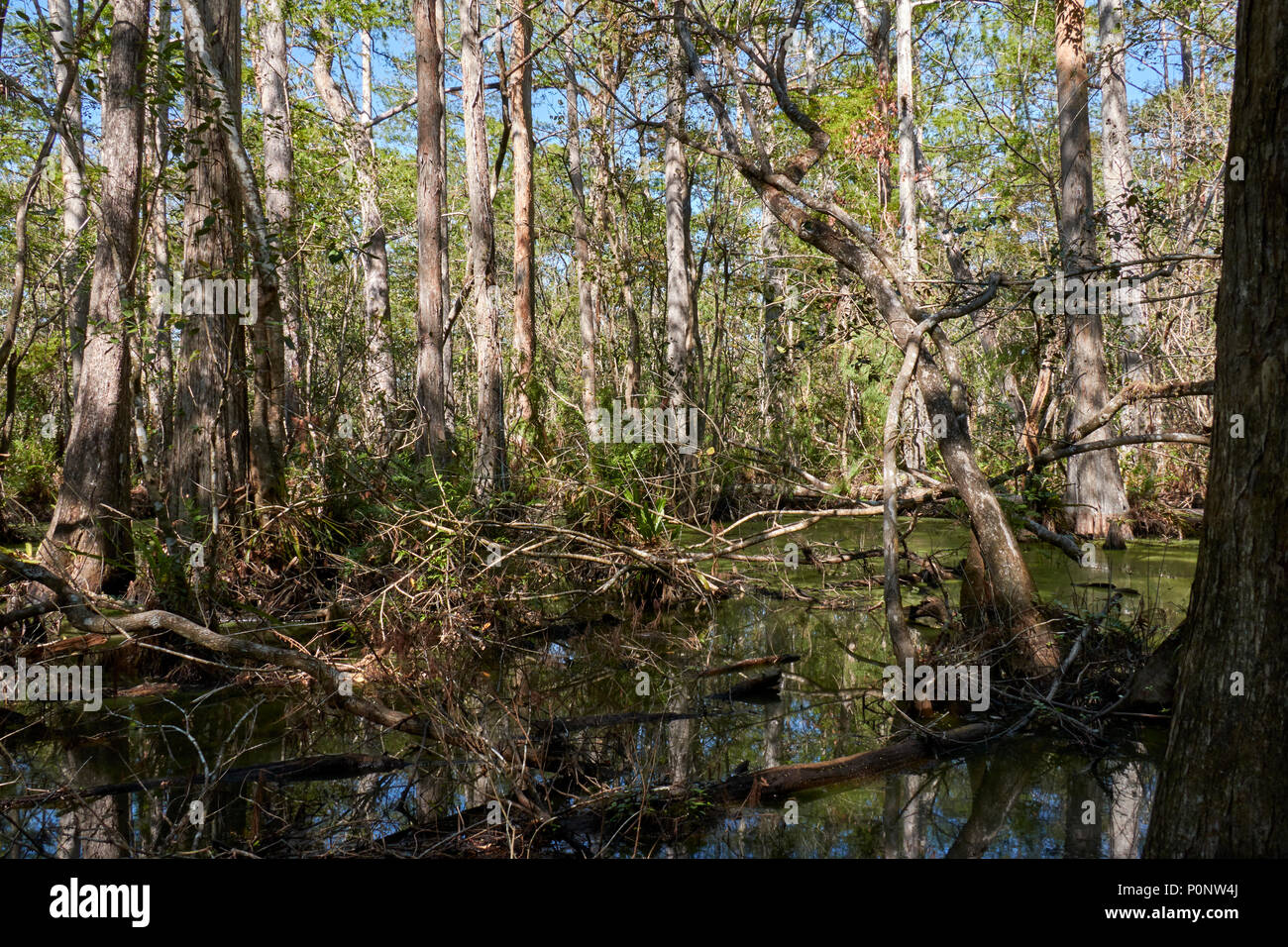 Old corkscrew florida hi-res stock photography and images - Alamy