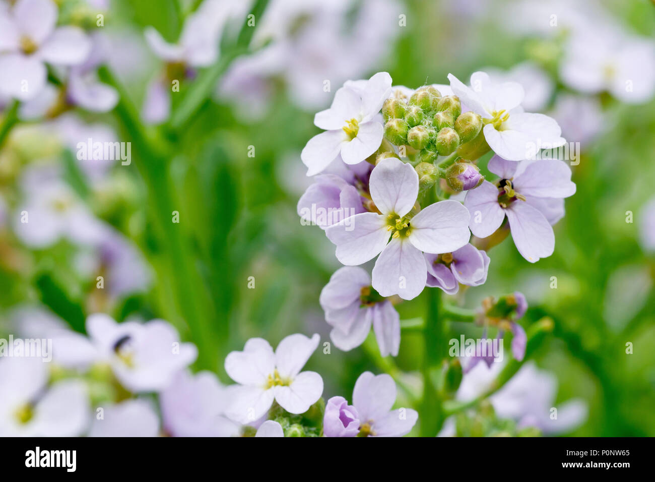 Flowering cakile maritima hi-res stock photography and images - Alamy