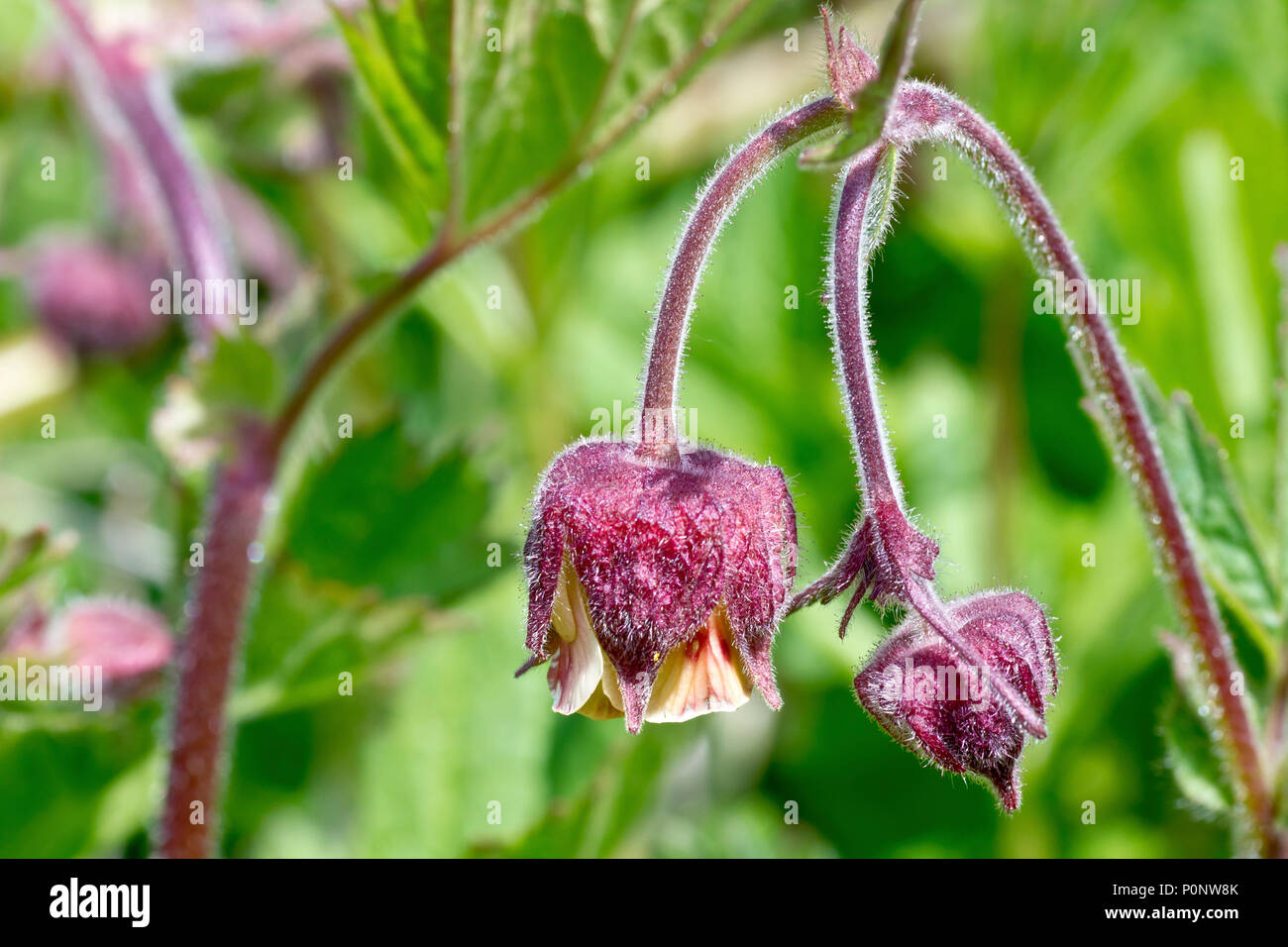 Drooping flowers hi-res stock photography and images - Alamy