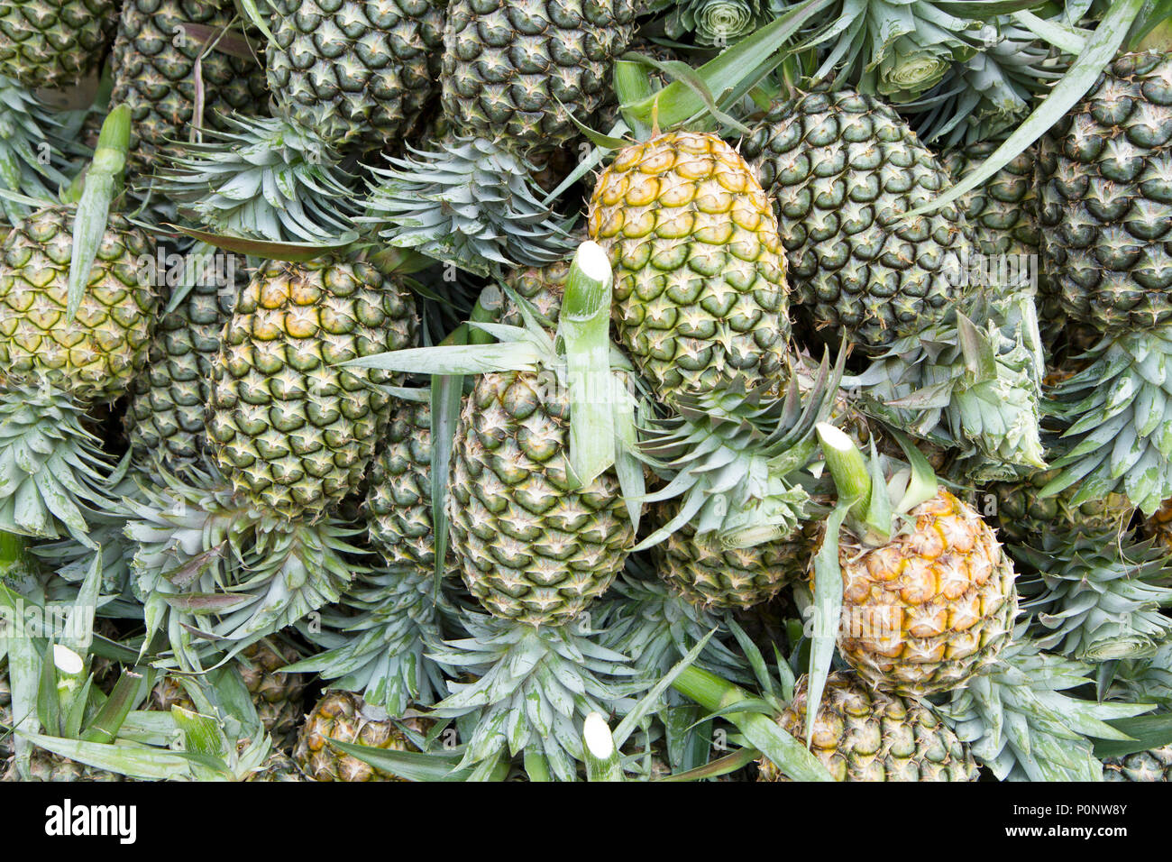 Pile of fresh pineapples in asian market Stock Photo - Alamy