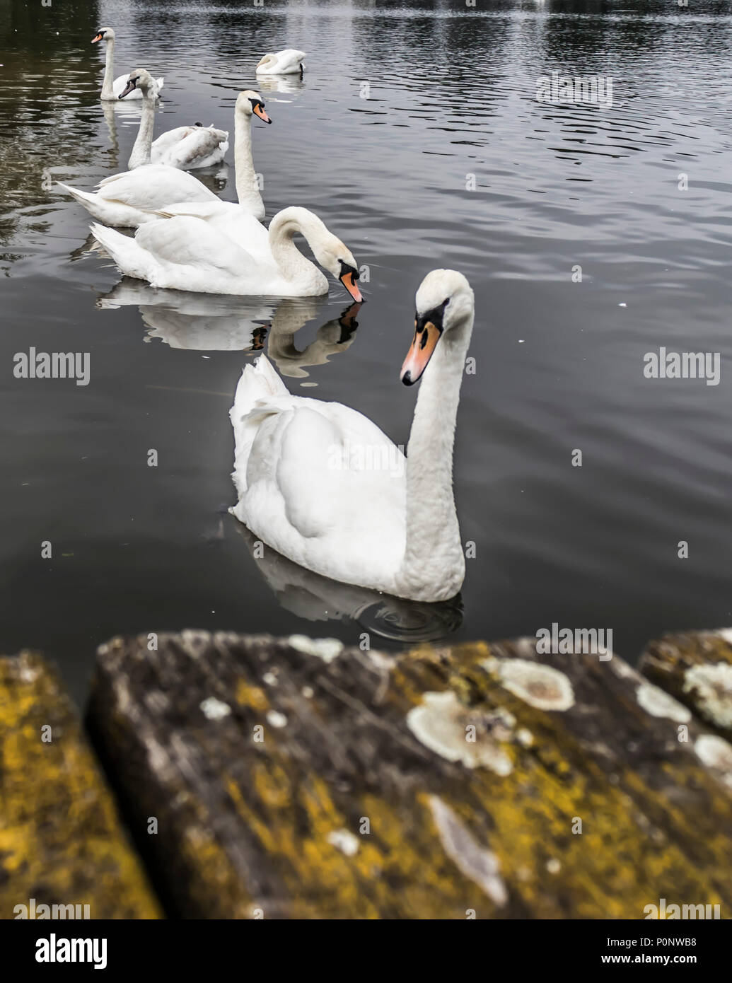 Swans Swimming Stock Photos & Swans Swimming Stock Images - Alamy