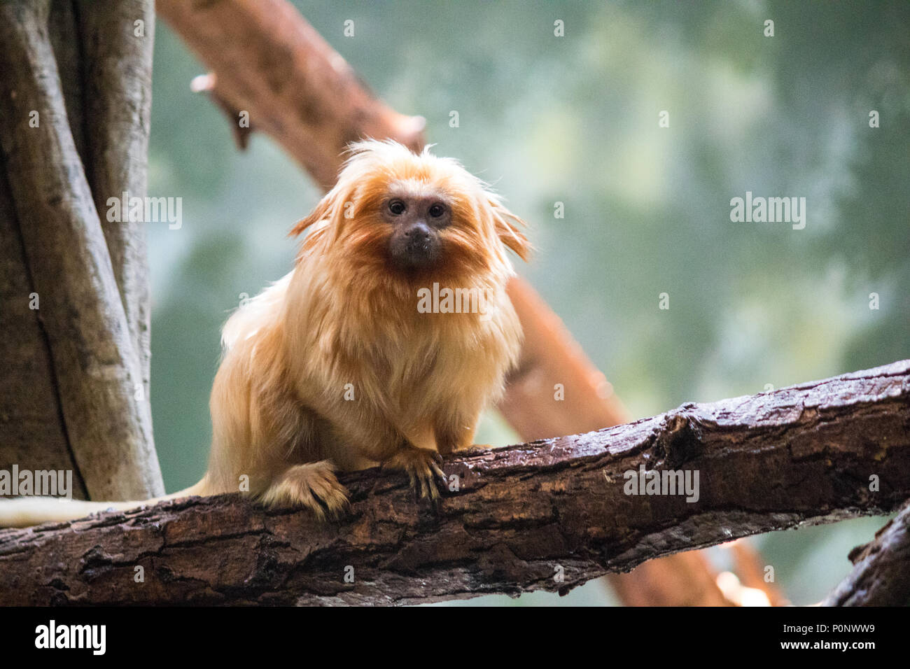 World critically endangered species hi-res stock photography and images ...