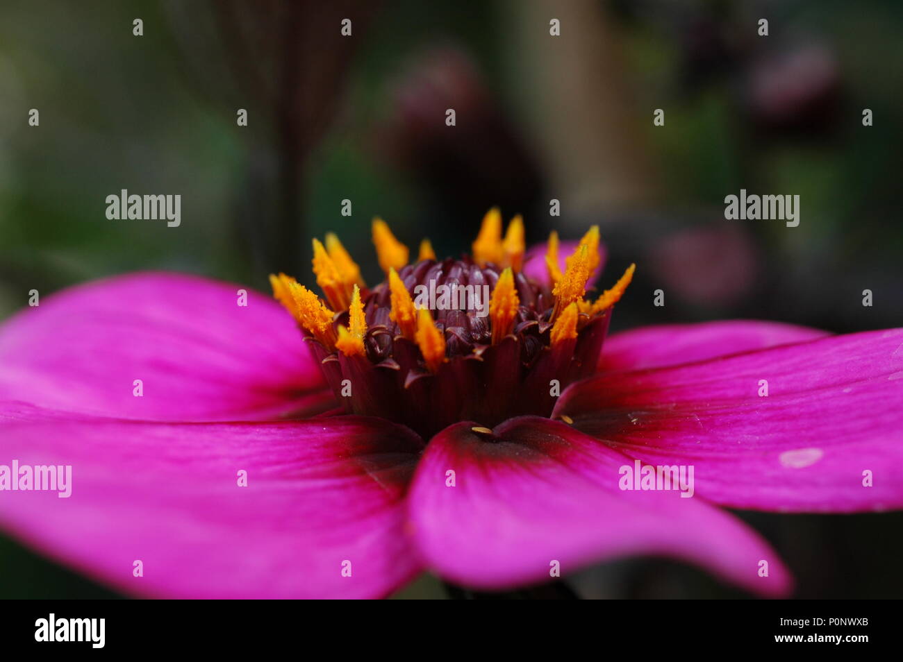 Hot pink dahlia hi-res stock photography and images - Alamy