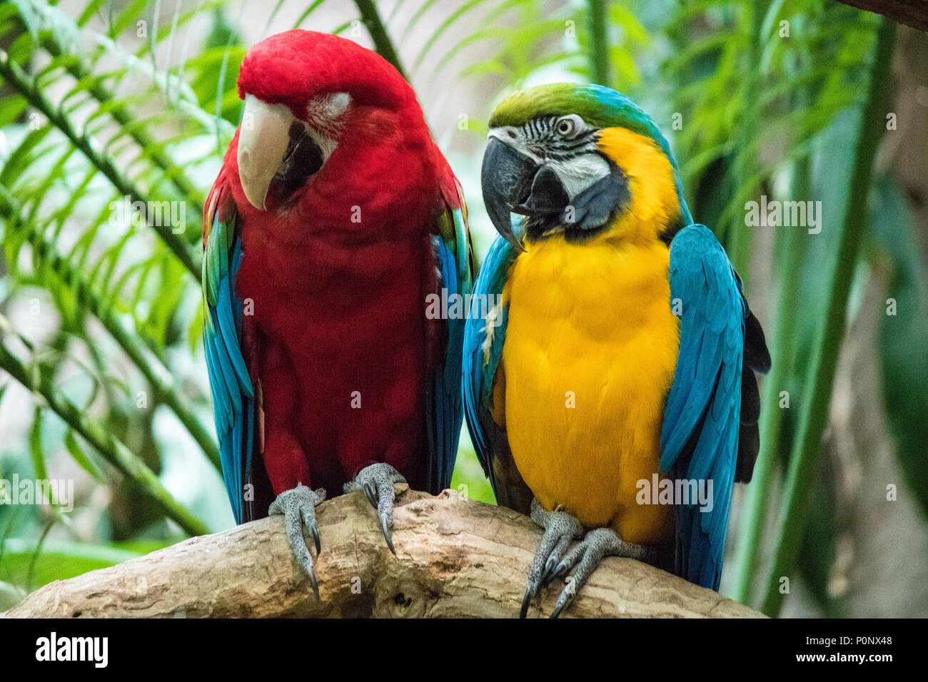 Angry bird macaw High Resolution Stock Photography and Images - Alamy