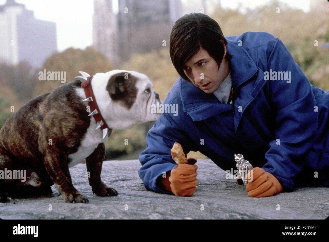 What Is Adam Sandler Dogs Name