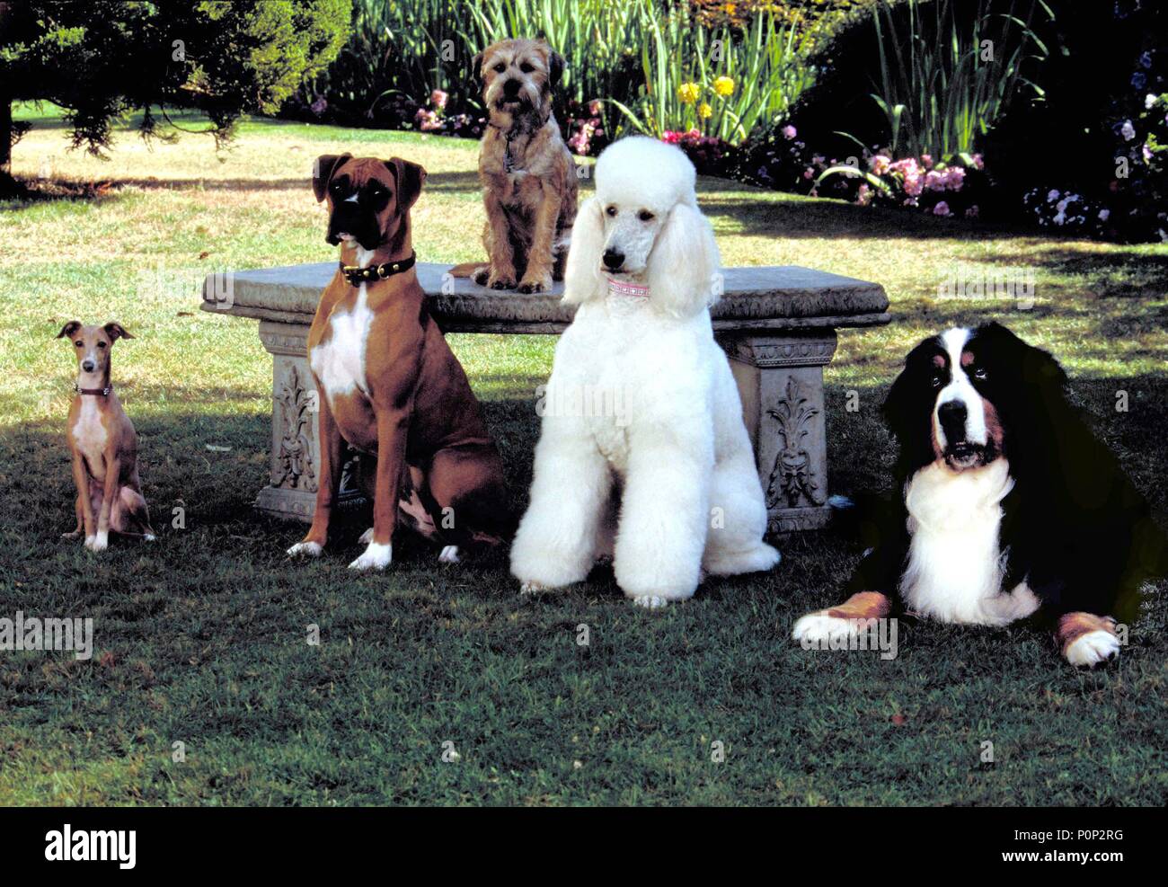 Original Film Title: GOOD BOY!. English Title: GOOD BOY!. Film Director: JOHN ROBERT HOFFMAN ...