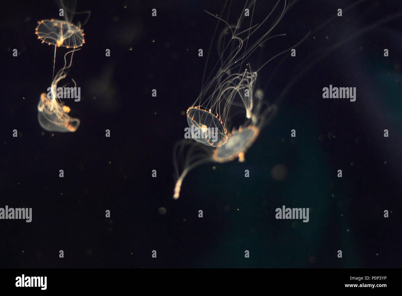 Hydrozoan hi-res stock photography and images - Alamy