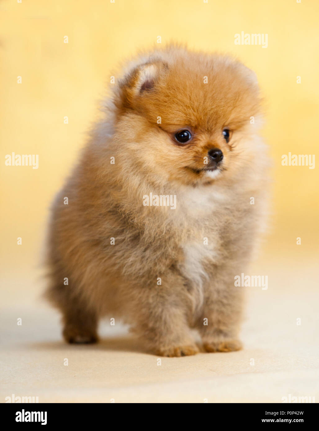 Pomeranian puppy dog Portrait in studio with light yellow background ...