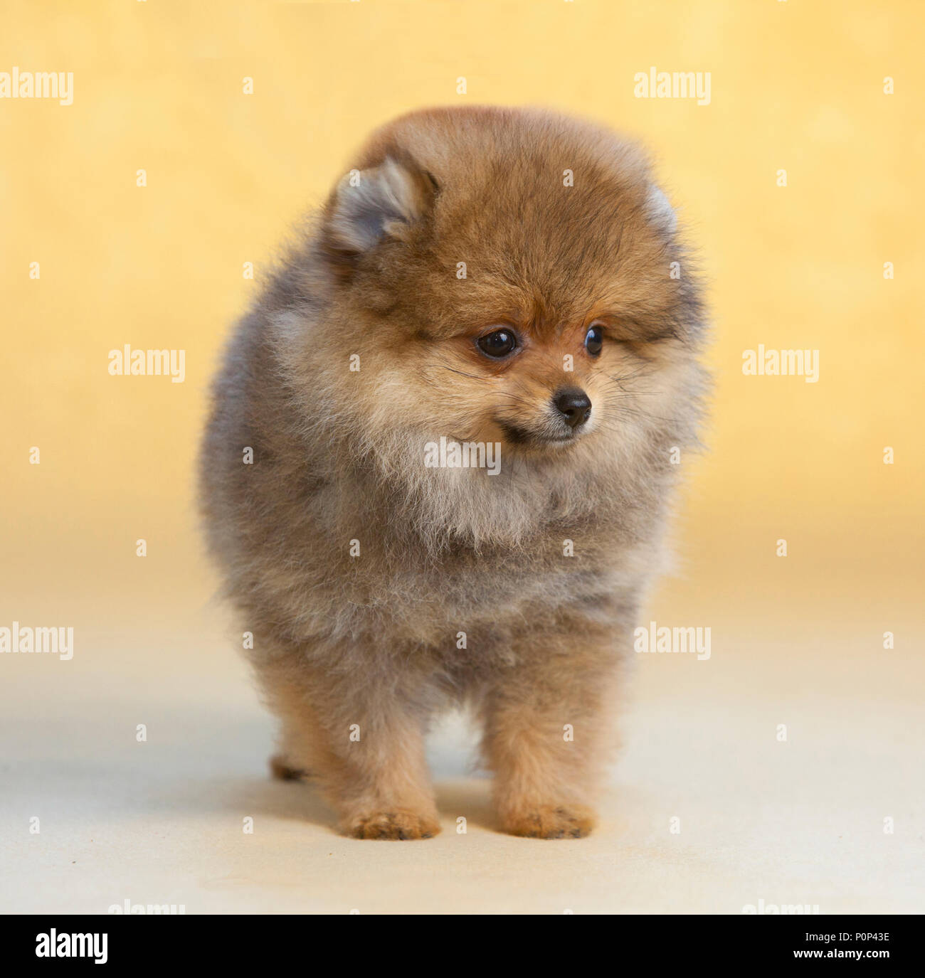 Pomeranian puppy dog Portrait in studio with light yellow background ...