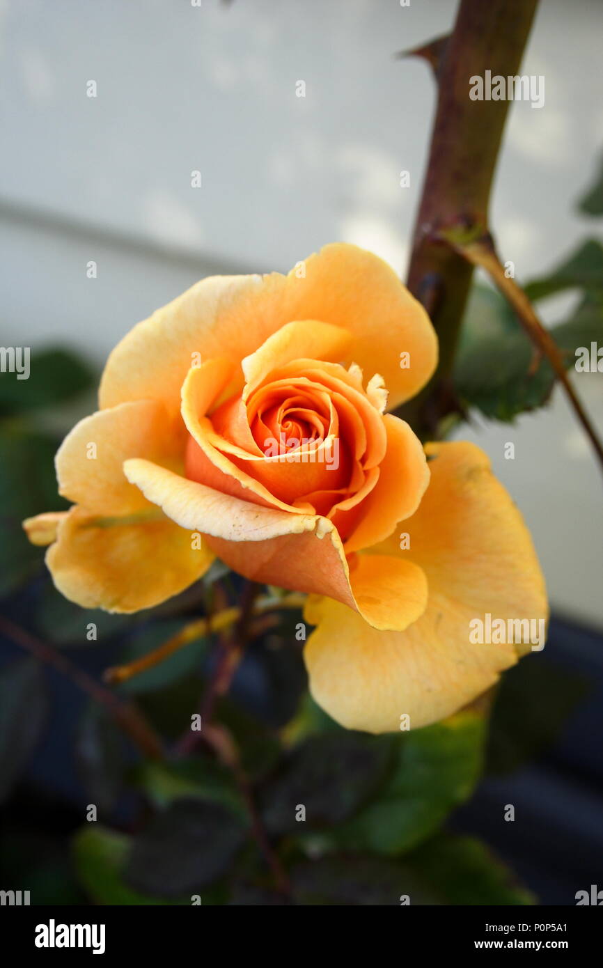 Brandy rose hi-res stock photography and images - Alamy