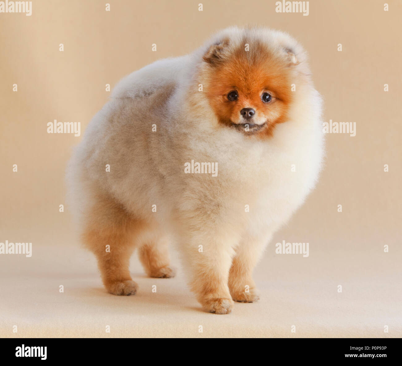 Pomeranian Light Brown
