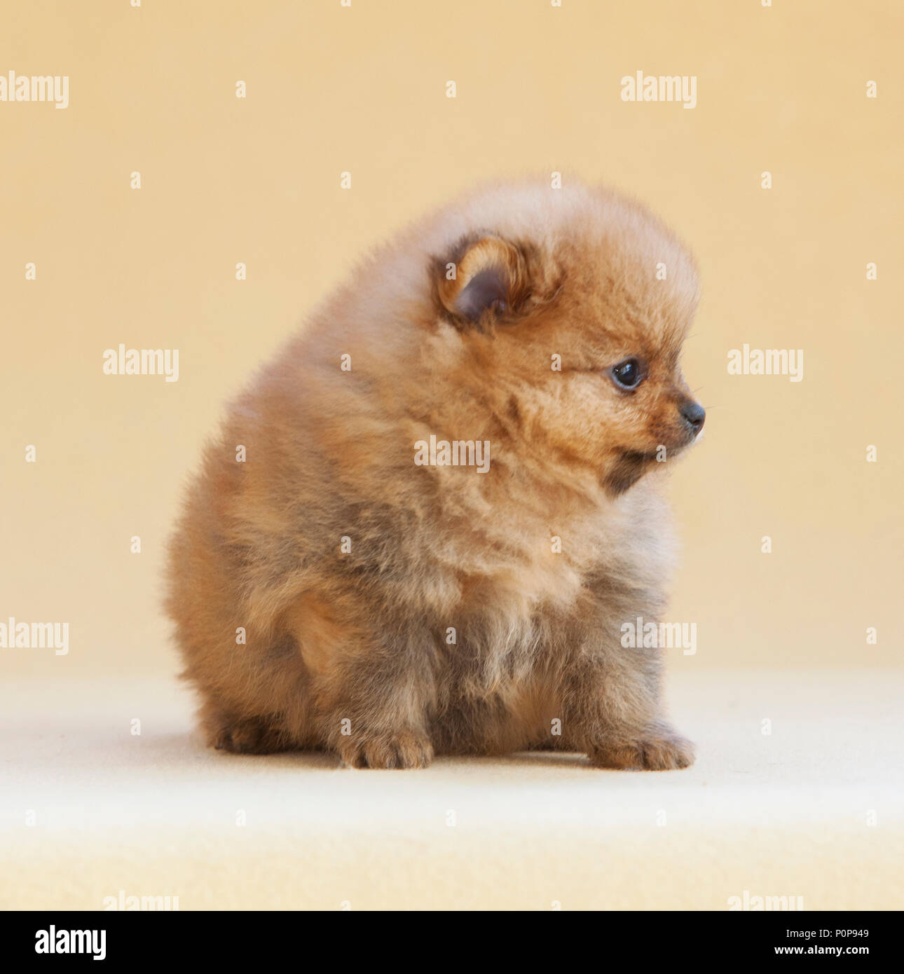 Pomeranian puppy dog Portrait in studio with light beige background ...