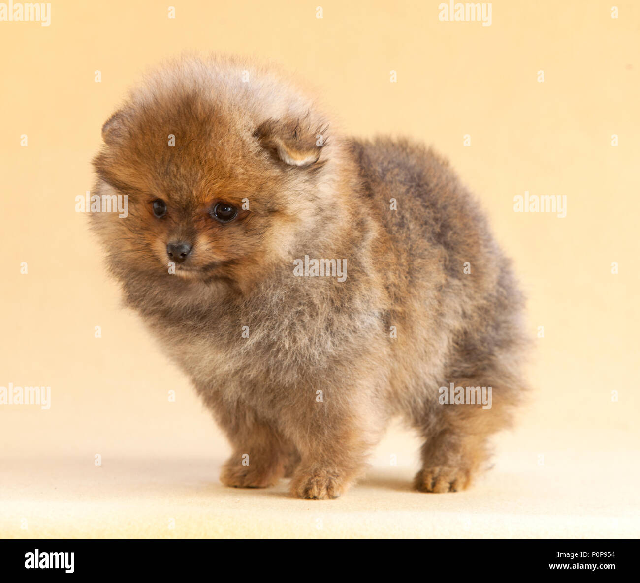 Pomeranian puppy dog Portrait in studio with light beige background ...