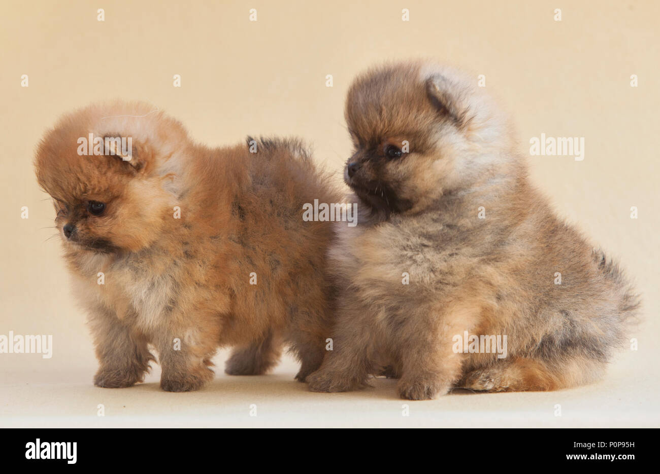 Cachorros Pomchi Portrait Of A Pomeranian Puppy Age Of 1,5 Month Over