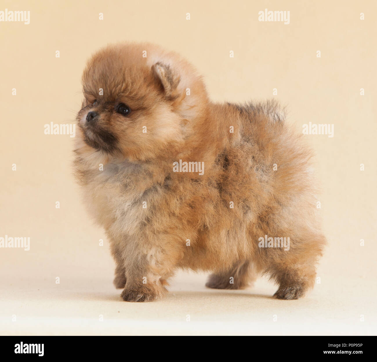 Baby Teacup Pomeranians Brown