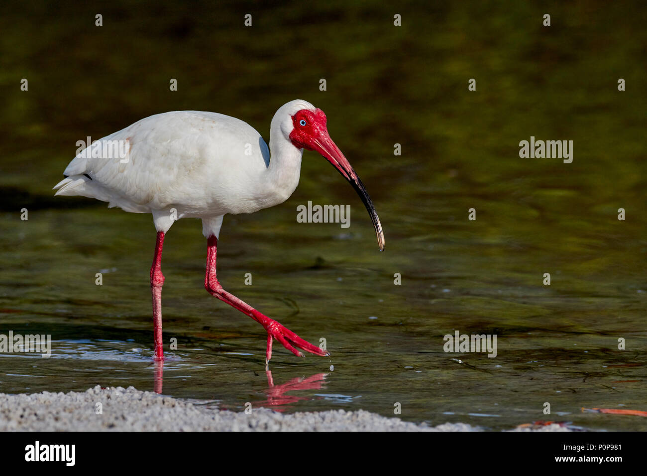 Fort by the shore hi-res stock photography and images - Alamy