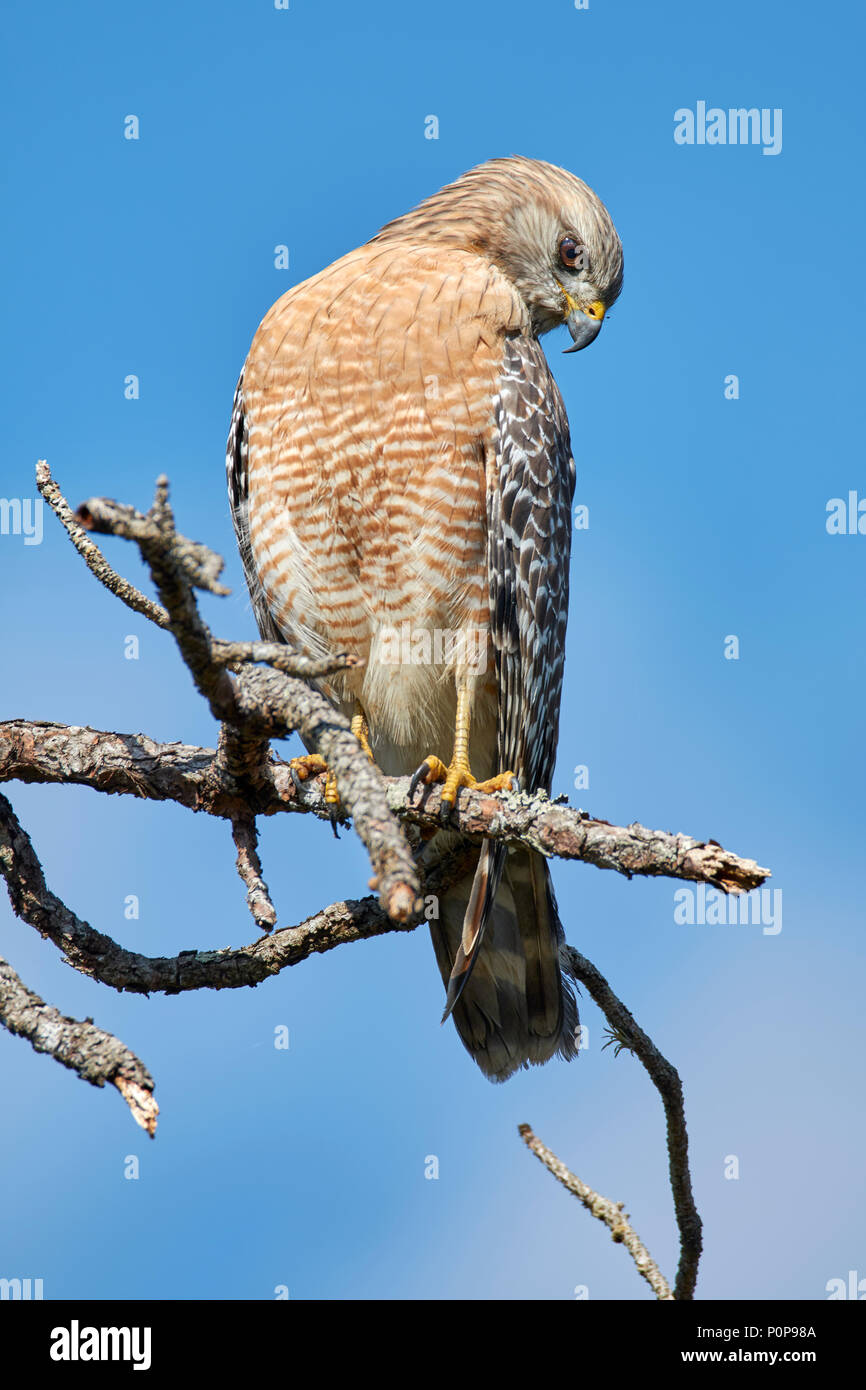 Hawk staring intently hi-res stock photography and images - Alamy