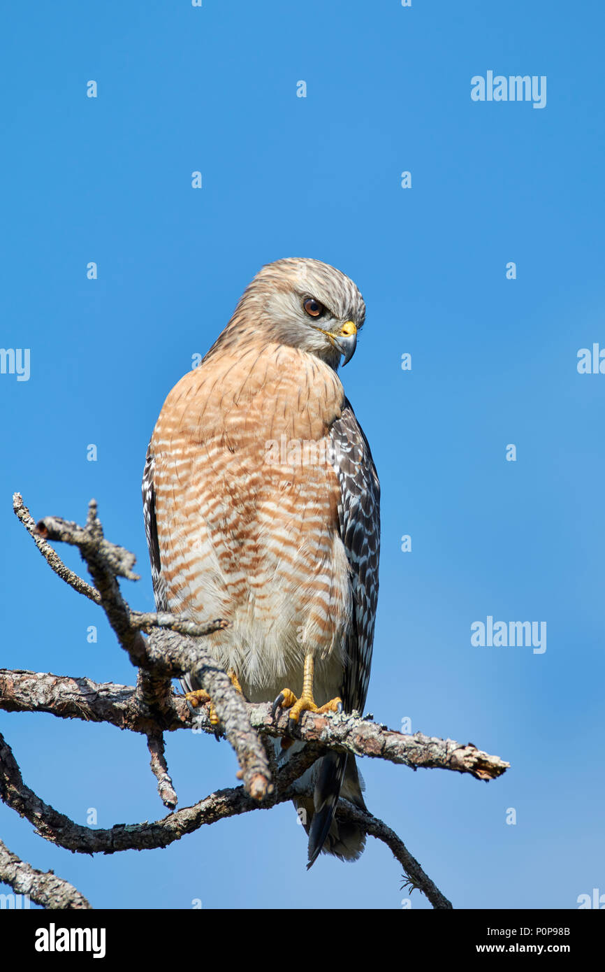 Swamp hawk hi-res stock photography and images - Alamy