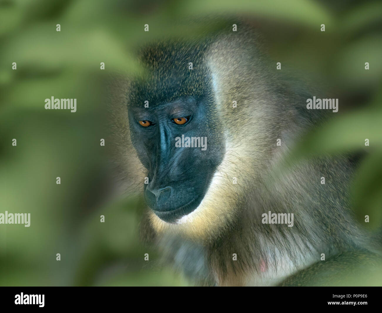 Adult female Drill Mandrillus leucophaeus Stock Photo - Alamy