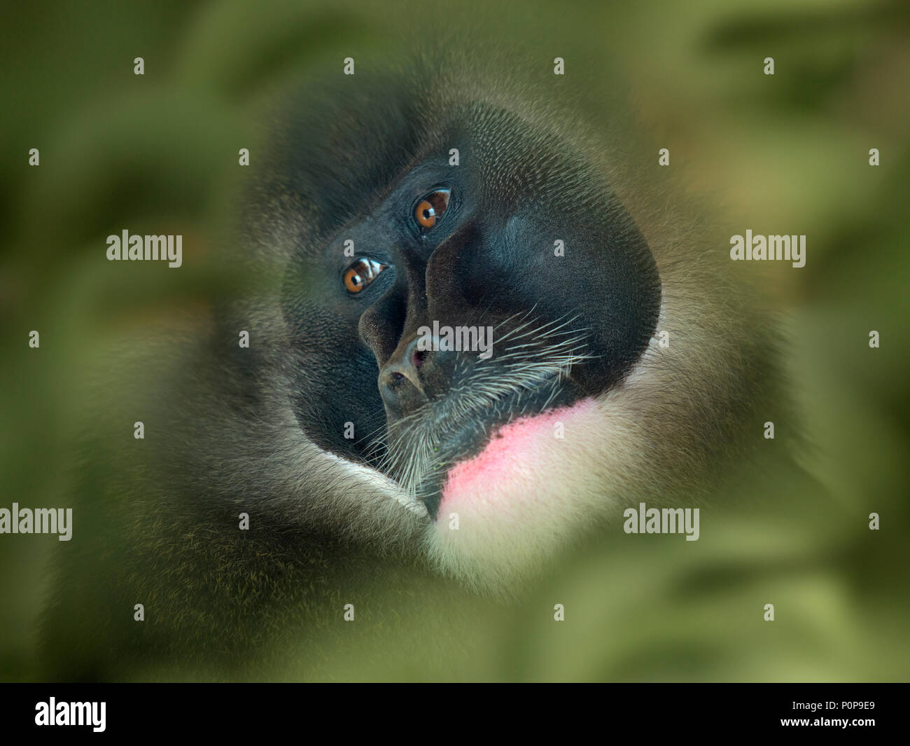 Adult male Drill Mandrillus leucophaeus Stock Photo - Alamy