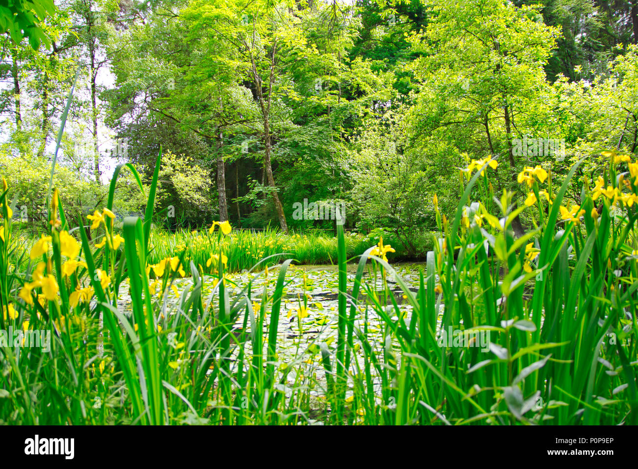 Green swamp ecosystem hi-res stock photography and images - Alamy