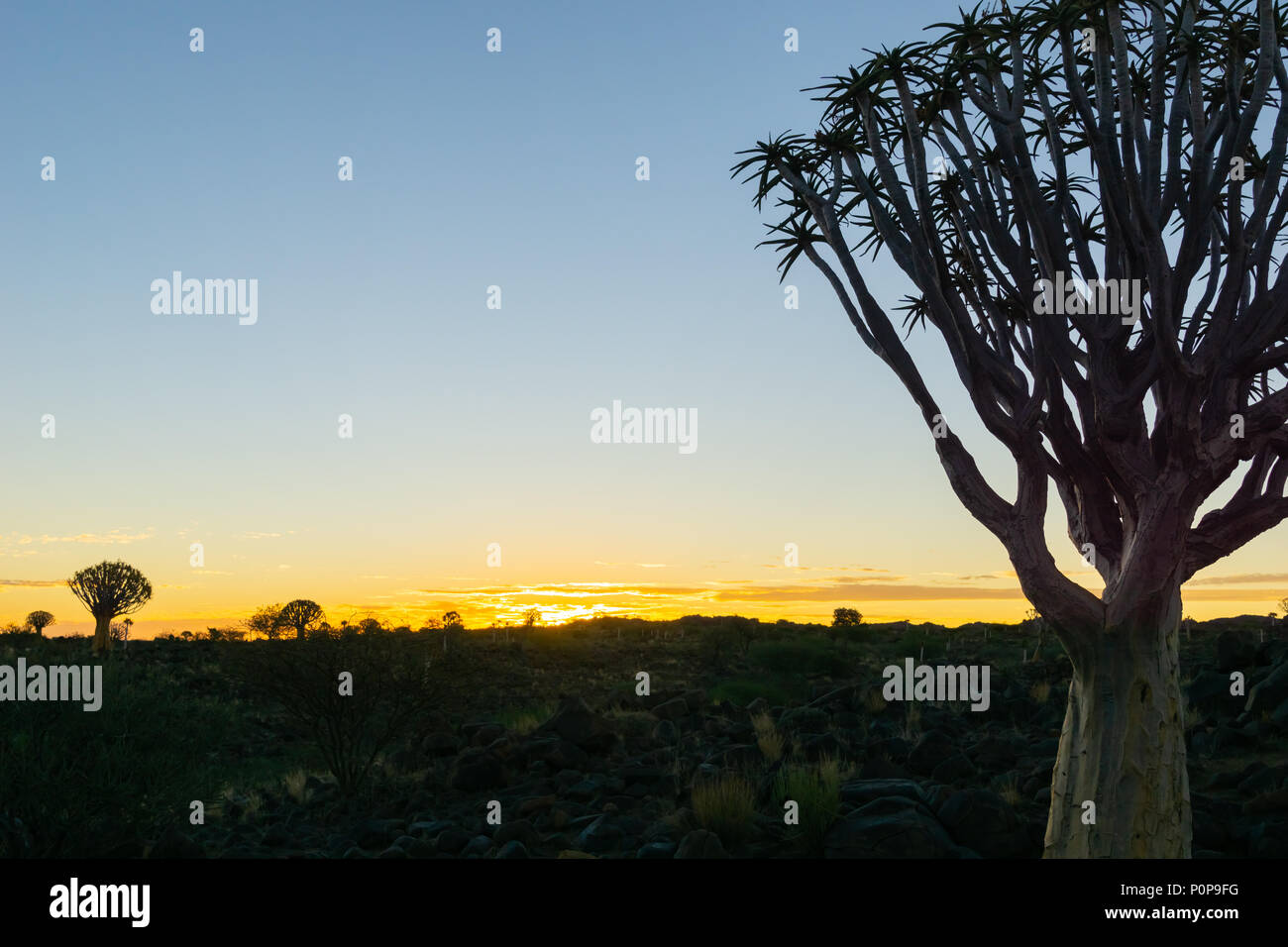 Quivertree forest at sunset hi-res stock photography and images - Alamy
