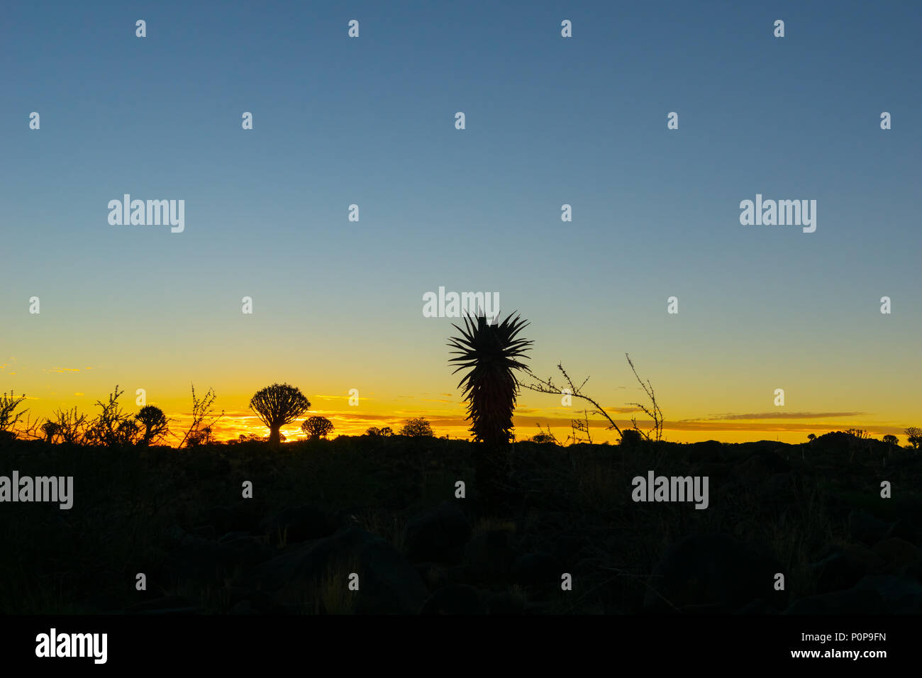 Silhouette quiver tree landscape at sunset Keetmanshoop, Namibia Stock ...