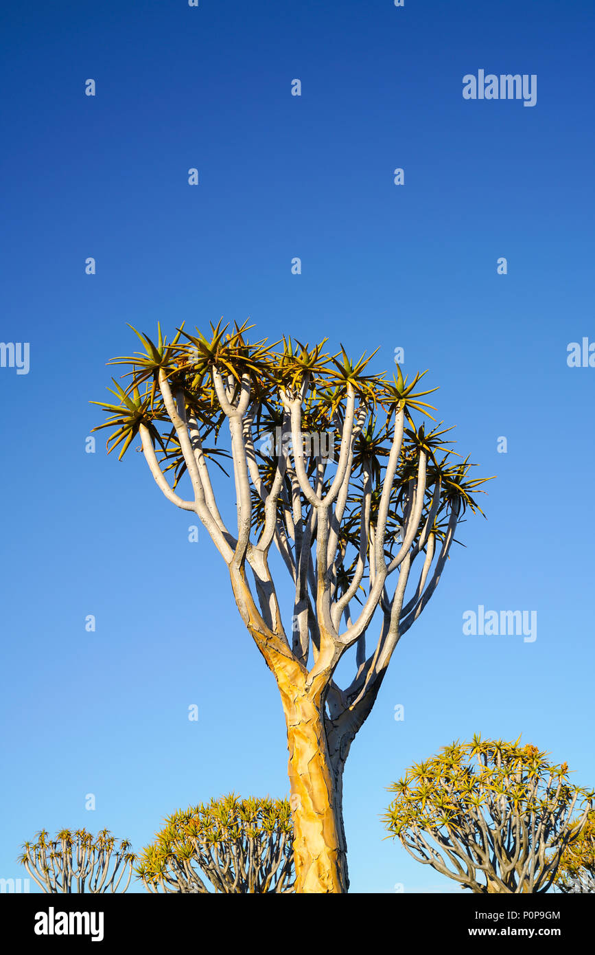 Namibia Quiver Tree Forest landscape at Keetmanshoop Stock Photo - Alamy