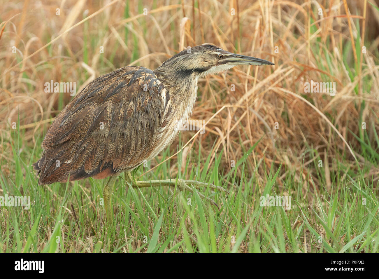 American Bittern Botaurus lentiginosu hunts for insects following Iowa ...