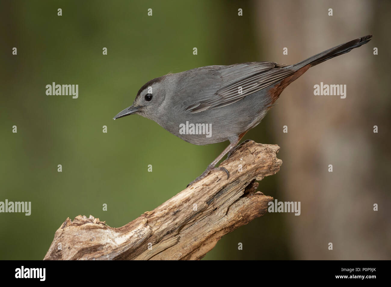 Gray Catbird back from long winter in the southern United States Stock ...