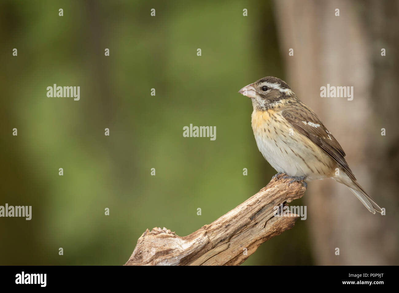 Female Rose Breasted Grosbeak High Resolution Stock Photography and ...