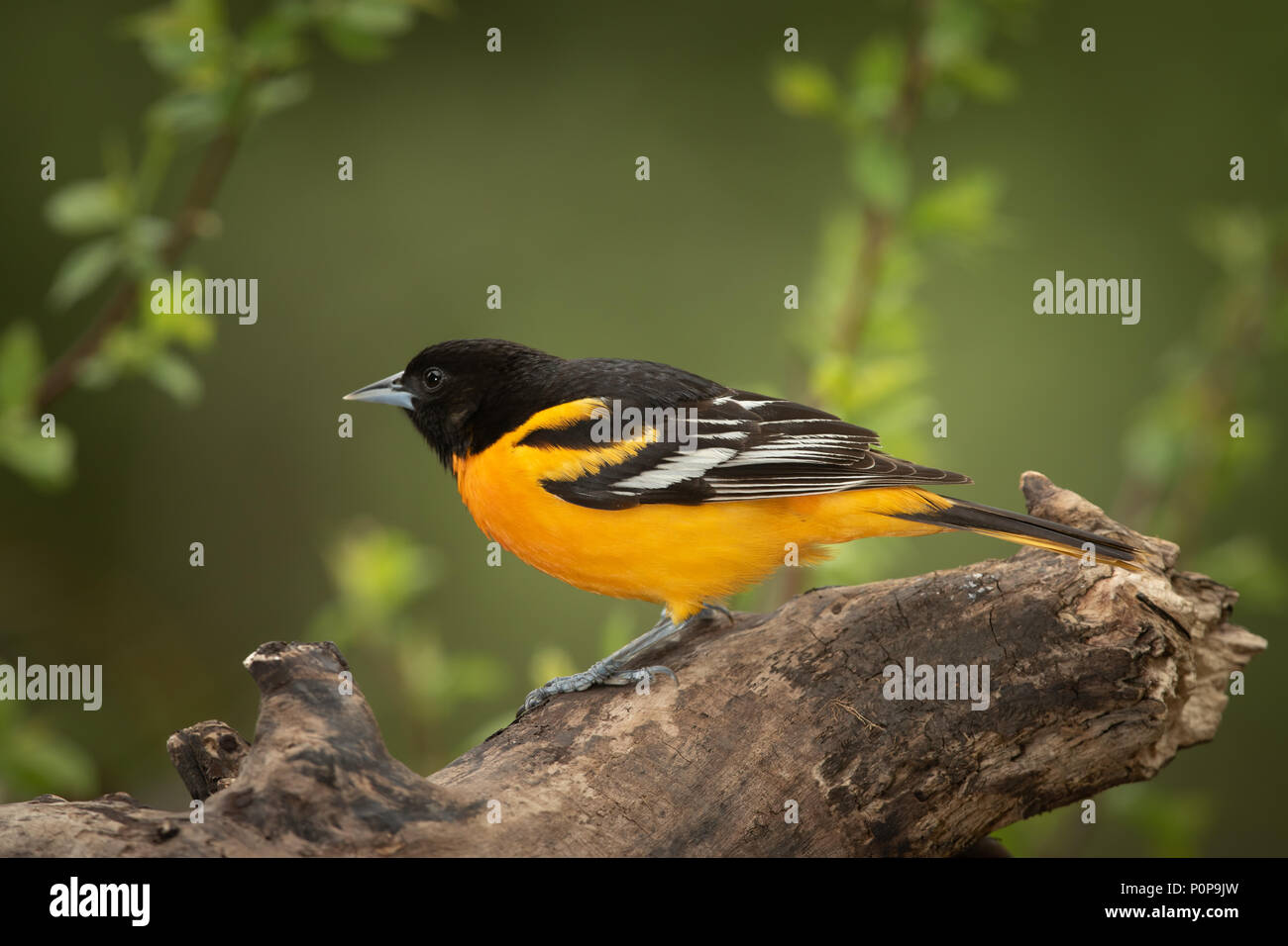 Northern baltimore oriole hi-res stock photography and images - Alamy