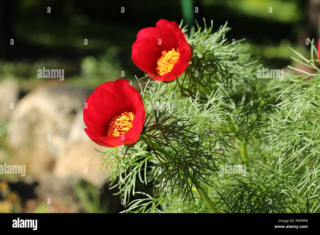 Flower of red wild species of fine leaved peony (Paeonia tenuifolia ...