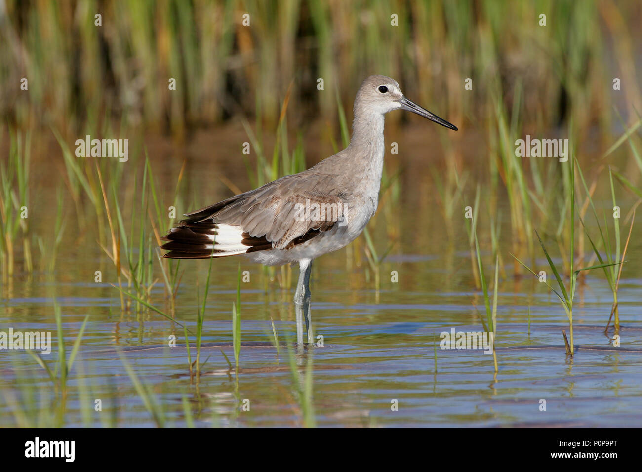 Sandpiper on the shallows of Fort De Soto State Park, Tierra Verde ...