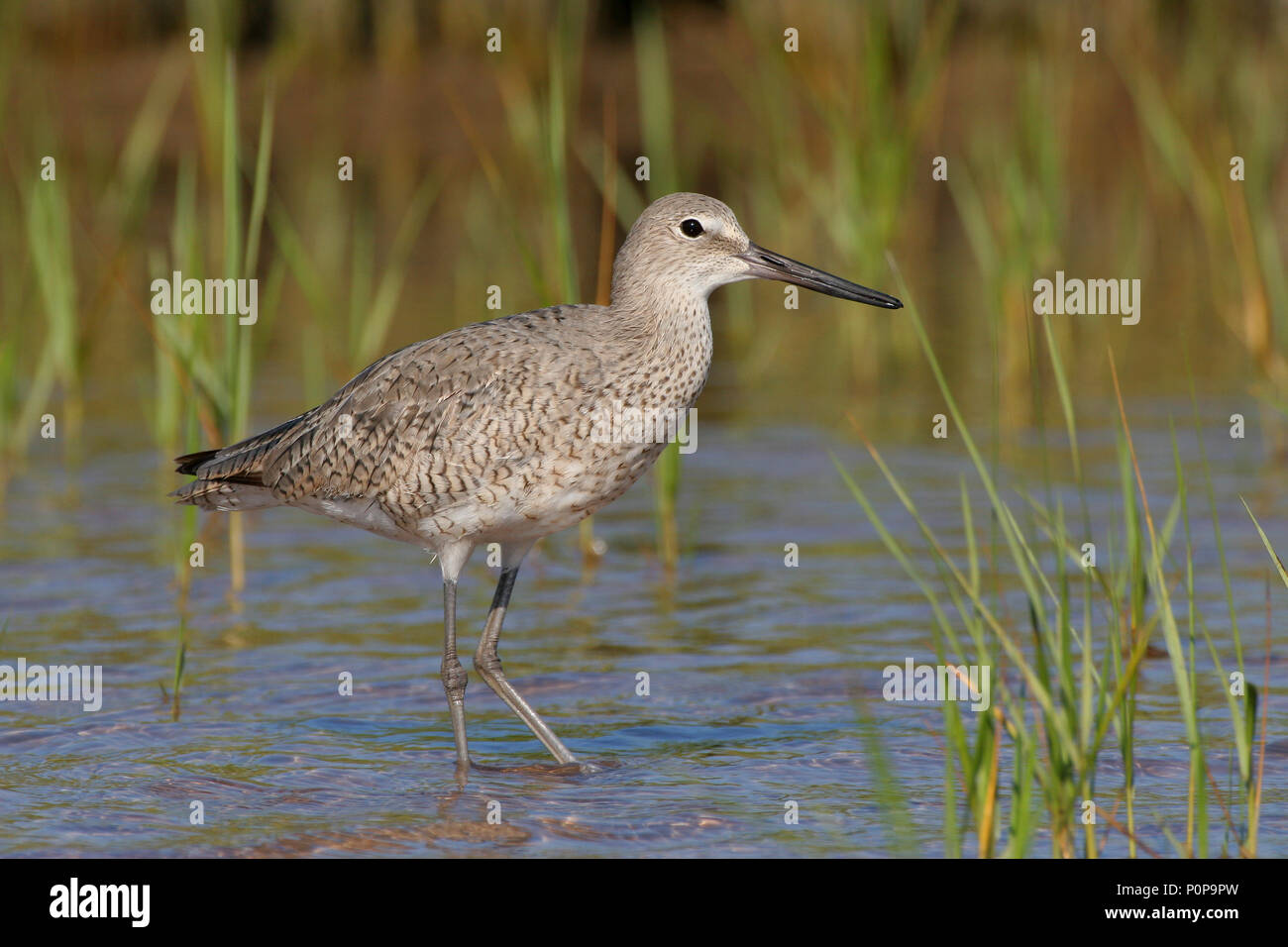 Sandpiper on the shallows of Fort De Soto State Park, Tierra Verde ...