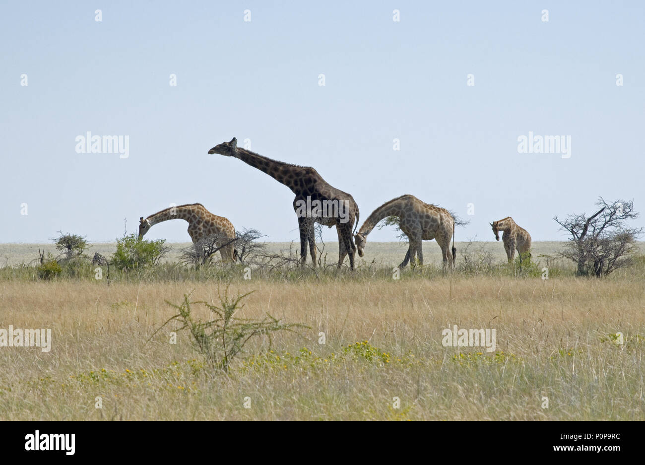 Sepia giraffes hi-res stock photography and images - Alamy