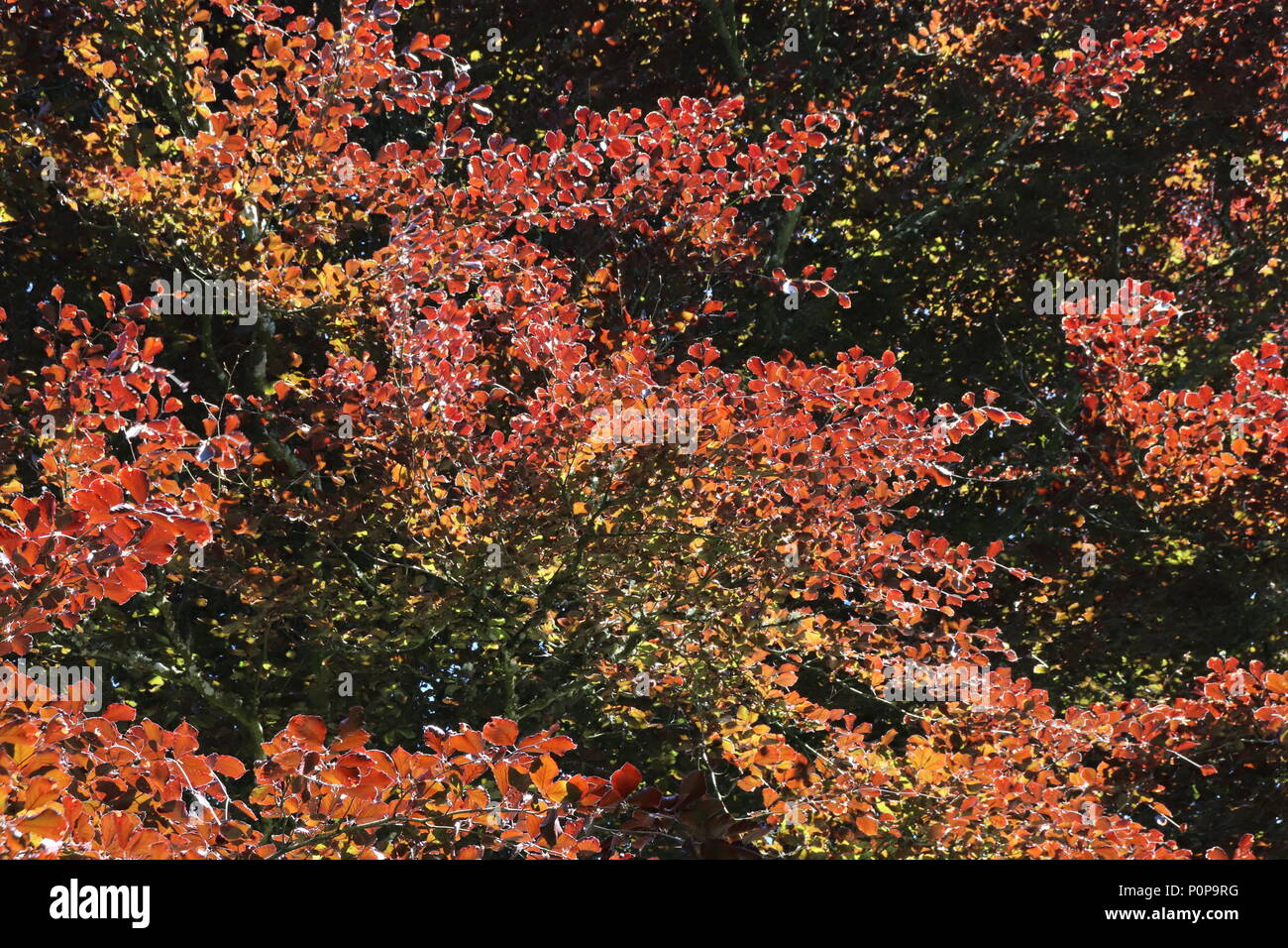 Tree canopies with red leaves Stock Photo - Alamy