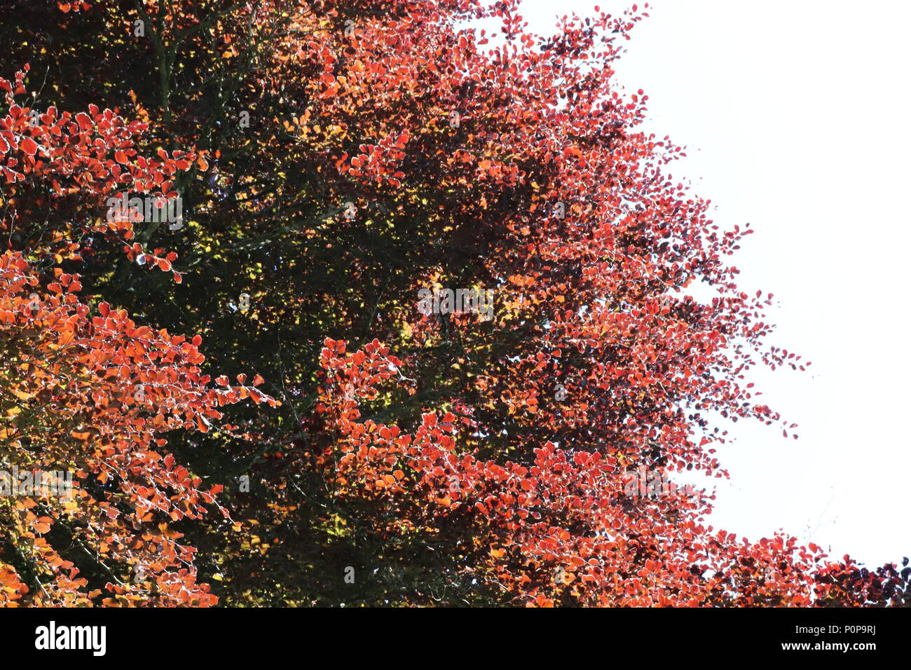 Canopies of wood shade hi-res stock photography and images - Alamy