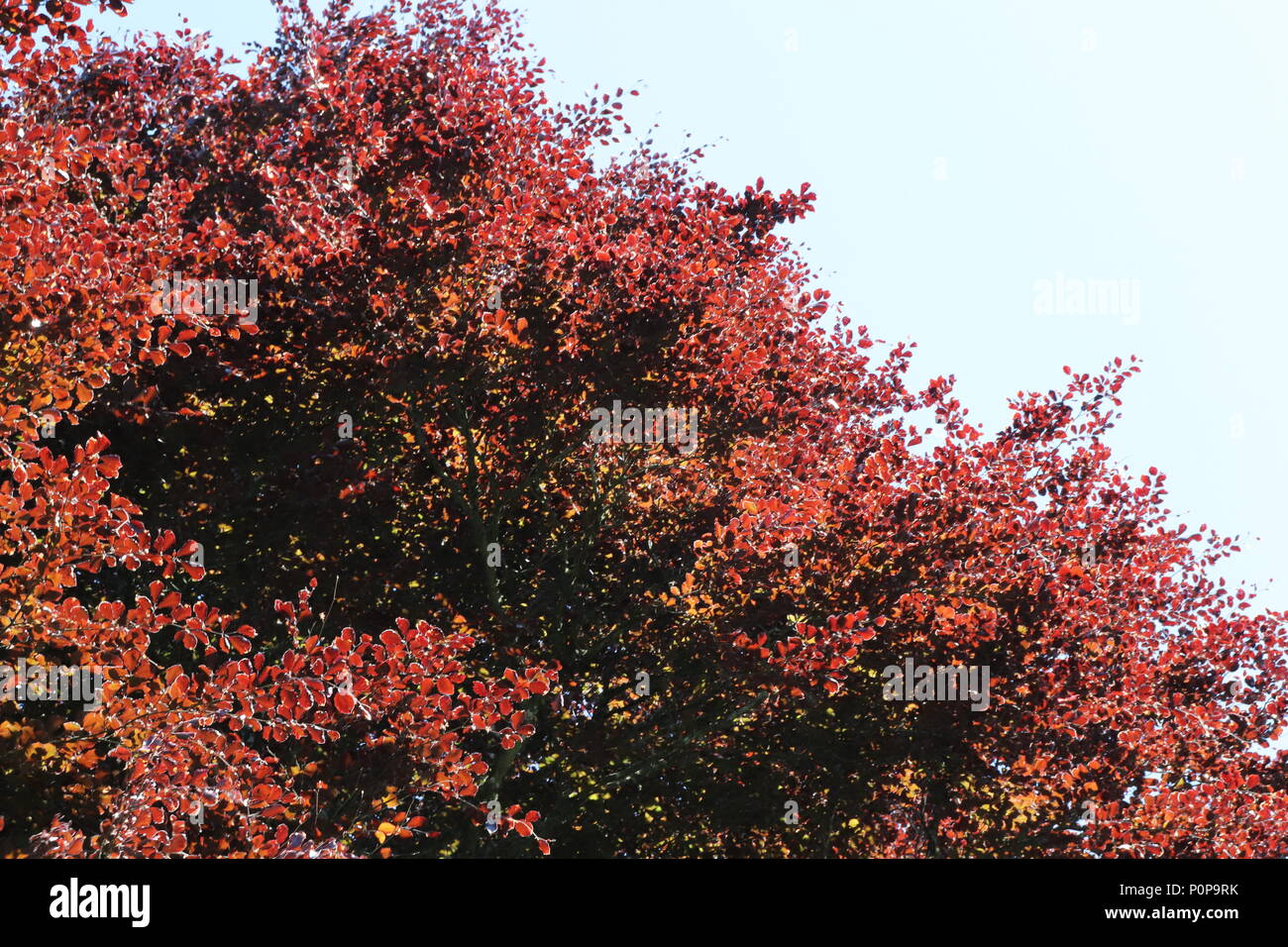 Tree canopies with red leaves Stock Photo - Alamy