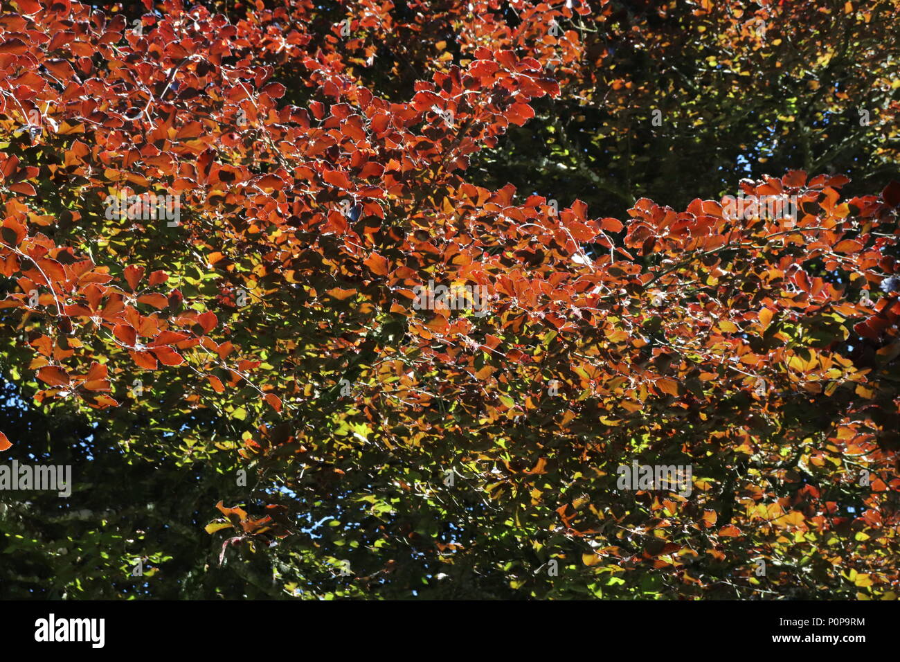 Tree canopies with red leaves Stock Photo - Alamy
