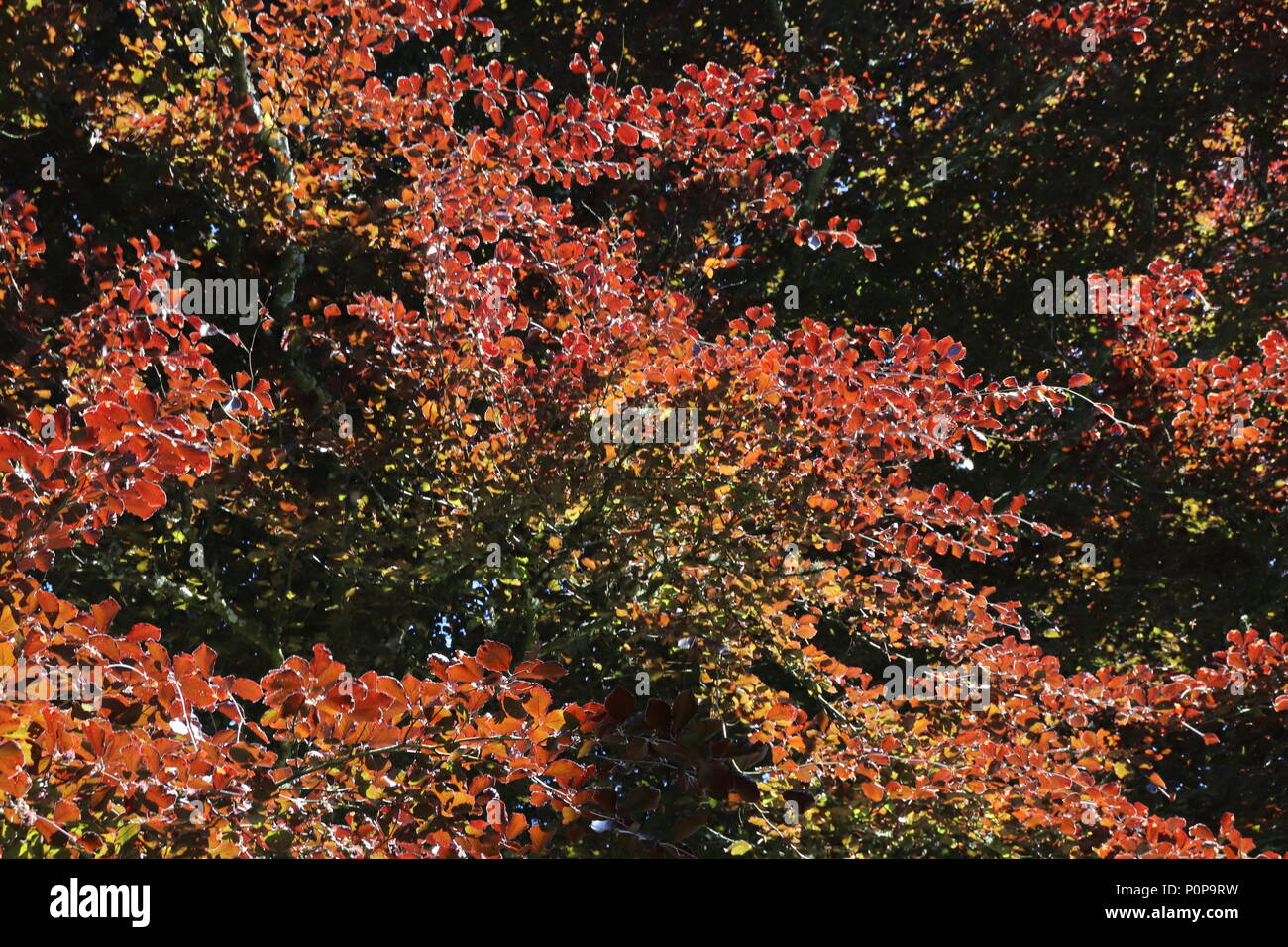 Canopies of wood shade hi-res stock photography and images - Alamy