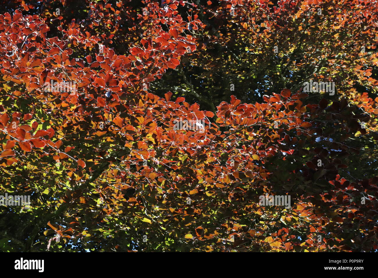 Tree canopies with red leaves Stock Photo - Alamy