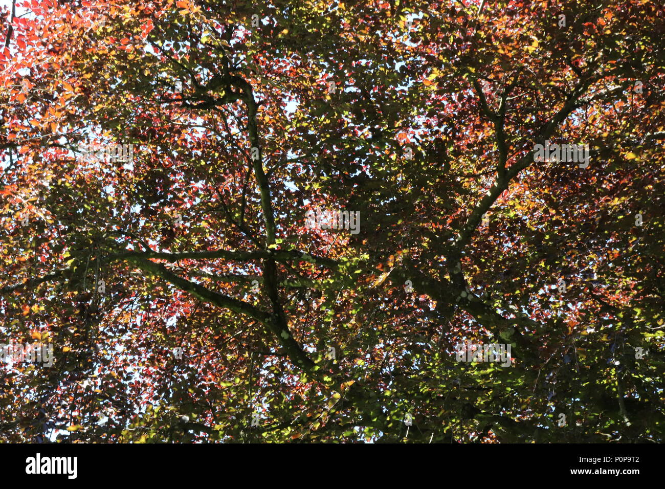 Tree canopies with red leaves Stock Photo - Alamy