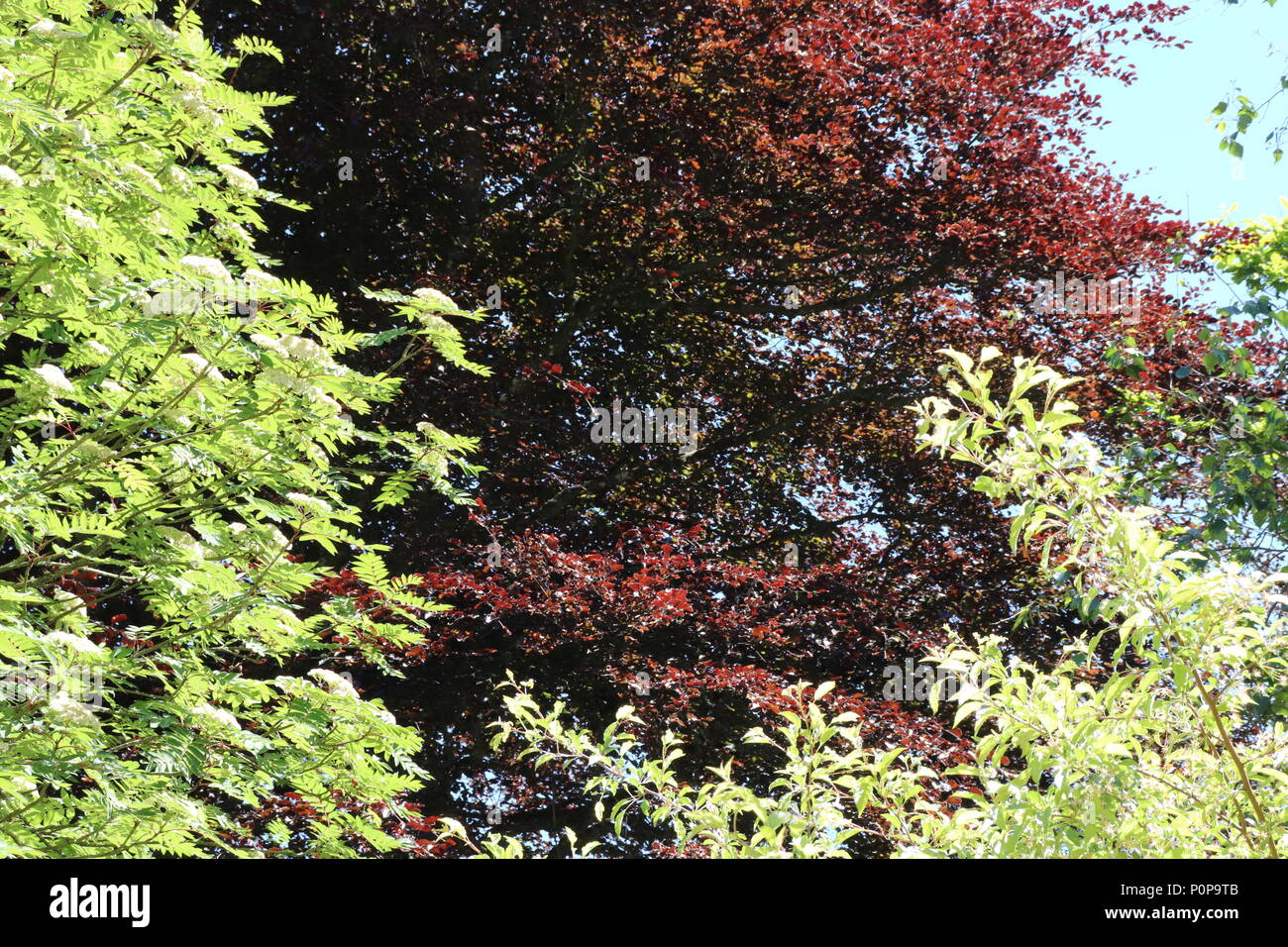 Tree canopies with red leaves Stock Photo - Alamy
