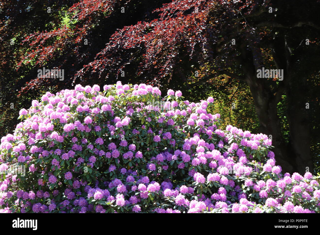 Tree canopies with red leaves Stock Photo - Alamy